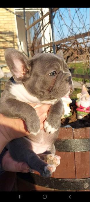 Plavi Francuski Buldog