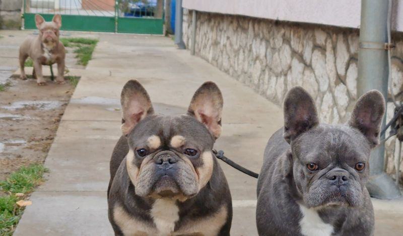 Plavi Francuski Buldog