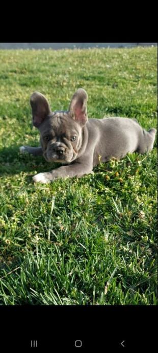 Plavi Francuski Buldog