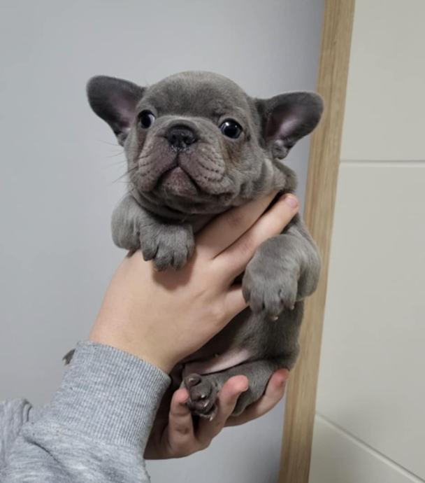 Plavi merle francuski buldog