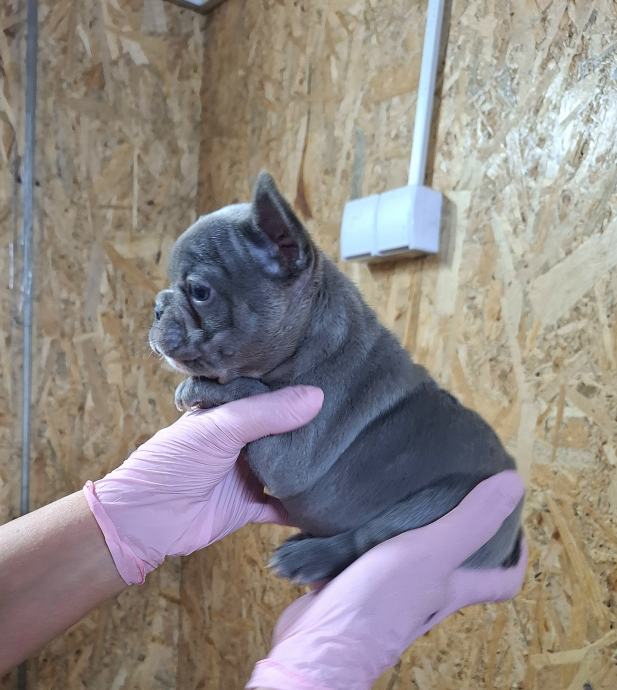 Plavi merle francuski buldog