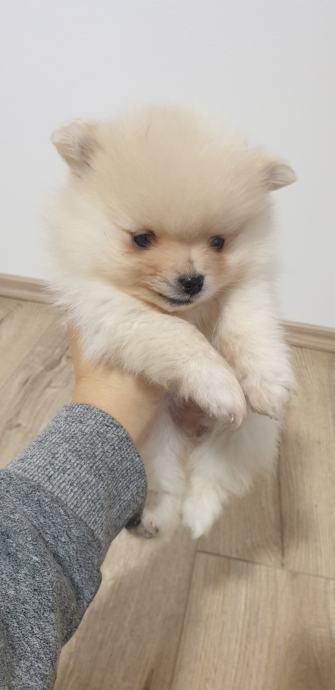 pomeranac boo njemacki spic