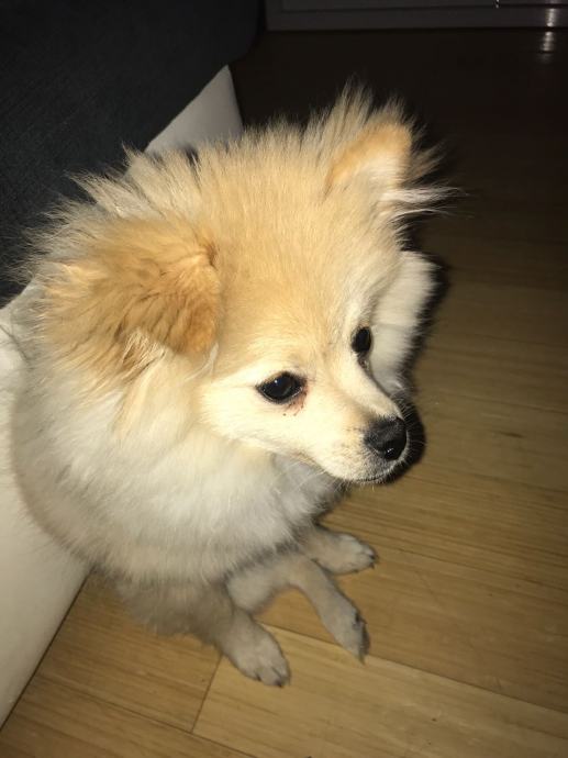 pomeranac boo