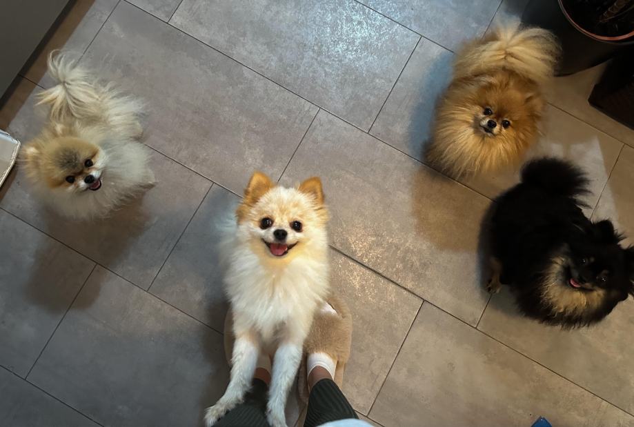 Prodajemo Pomeranac *Pomeranian* zenke 2 god. stare (sterilizirane)