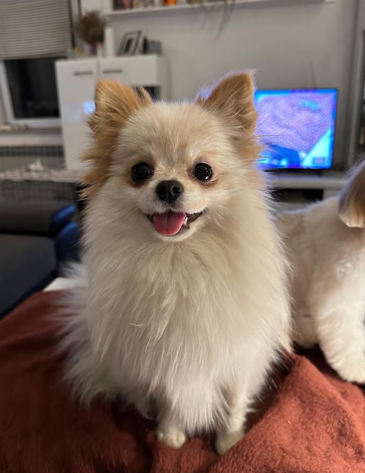 Prodajemo Pomeranac *Pomeranian* zenke 2 god. stare (sterilizirane)