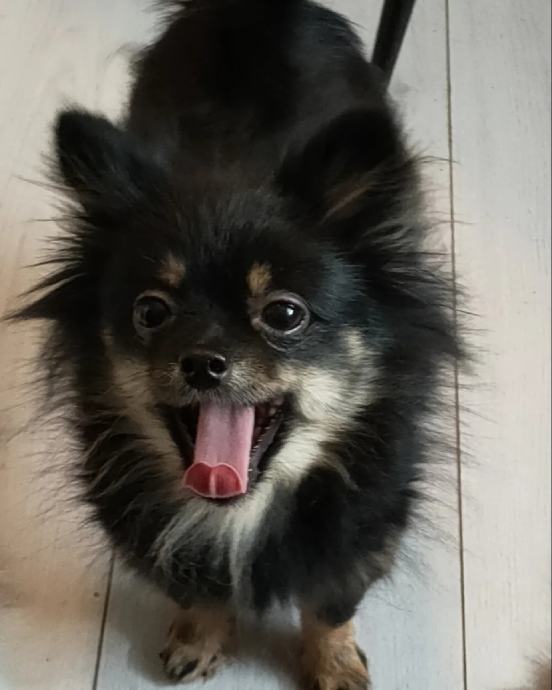 Prodajemo Pomeranac *Pomeranian* zenke 2 god. stare (sterilizirane)
