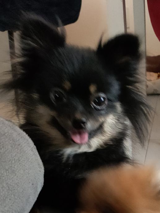Prodajemo Pomeranac *Pomeranian* zenke 2 god. stare (sterilizirane)