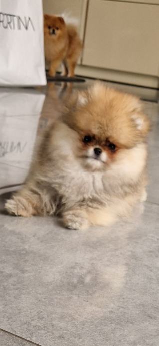 Pomeranac patuljasti