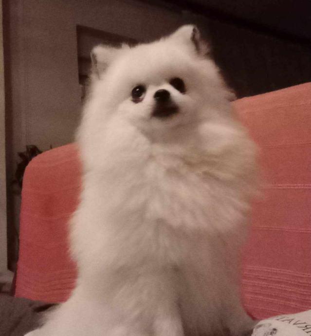 Pomeranac Njemački mini špic