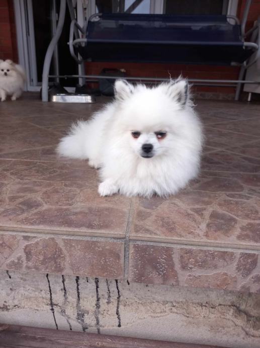 Pomeranac Njemački mini špic