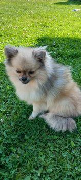 Pomeranac Njemački mini špic