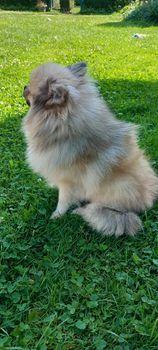 Pomeranac Njemački mini špic