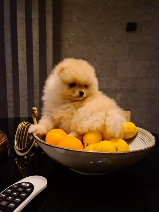 Pomeranc