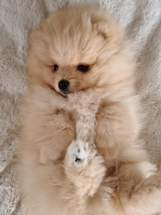 Pomeranc