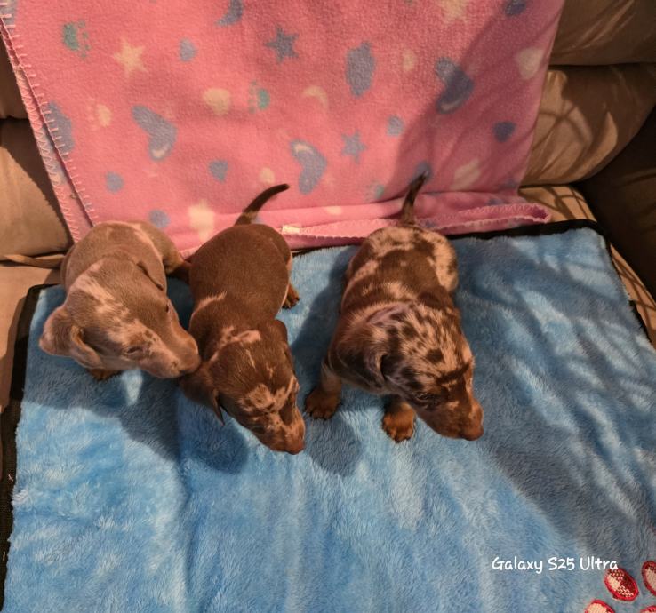 Jazavcar mini, coko merle, merle