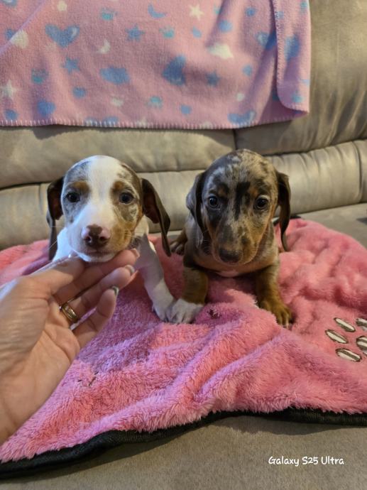 Jazavcar mini, coko merle, merle, isabel blue