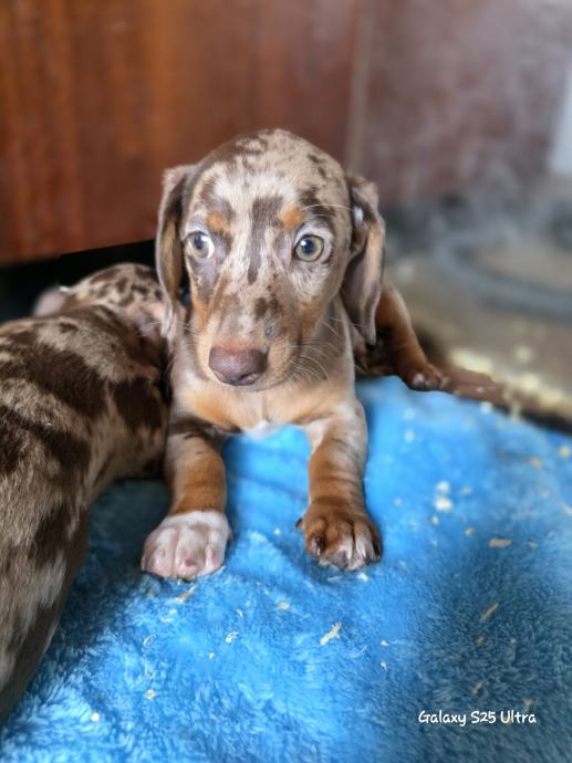 Jazavcar mini, coko merle, merle, isabel blue