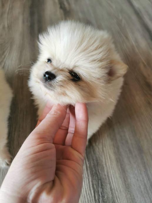 Pomeranski špic Mini Bijelo Leglo