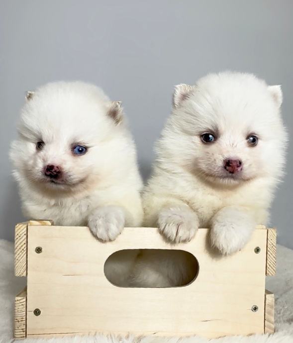 Pomsky- pomski plavooki, patuljasti i mini (pomeranac+haski)