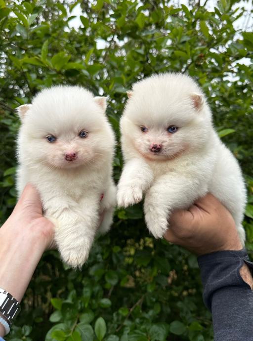 Pomsky- pomski plavooki, patuljasti i mini (pomeranac+haski)