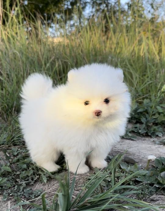 Pomsky- pomski, patuljasti i mini (pomeranac+haski)