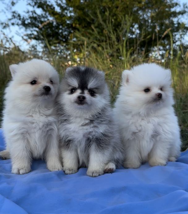 Pomsky- pomski, patuljasti i mini (pomeranac+haski)