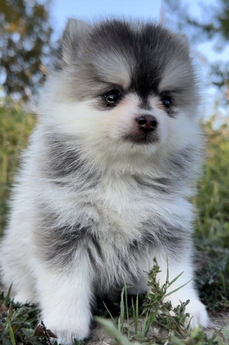 Pomsky- pomski, patuljasti i mini (pomeranac+haski)
