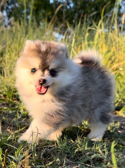 Pomsky- pomski, patuljasti i mini (pomeranac+haski)
