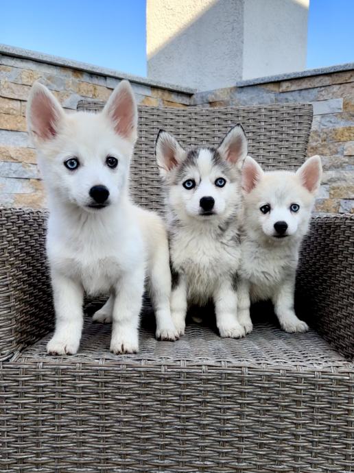 Pomsky- pomski, patuljasti i mini