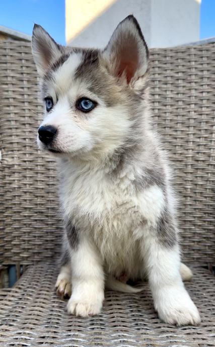 Pomsky- pomski, patuljasti i mini