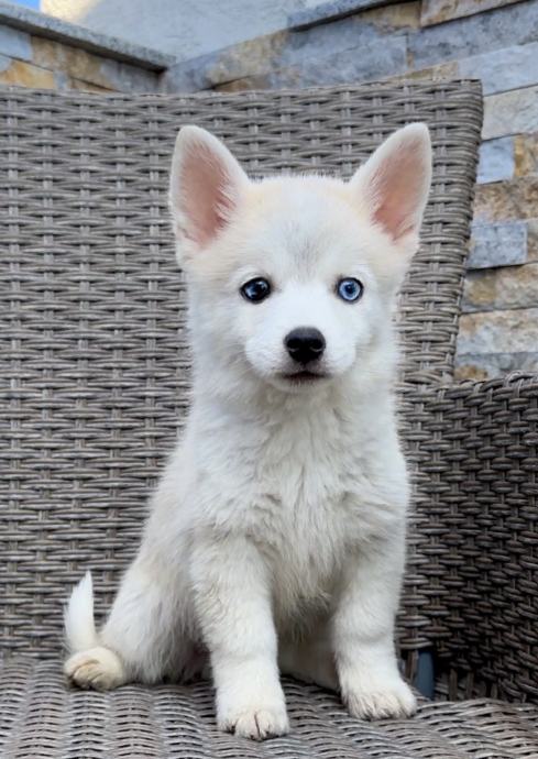 Pomsky- pomski, patuljasti i mini