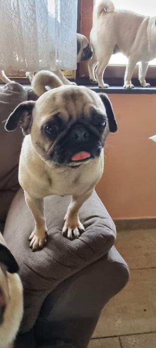 Prednaruđba za štence mopsa