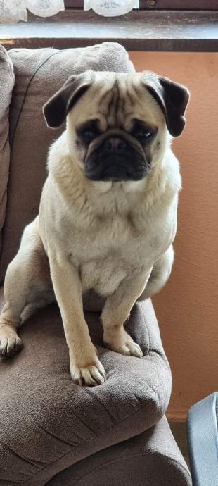 Prednaruđba za štence mopsa