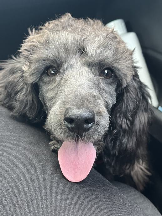 Prekrasna srebrna mini pudla