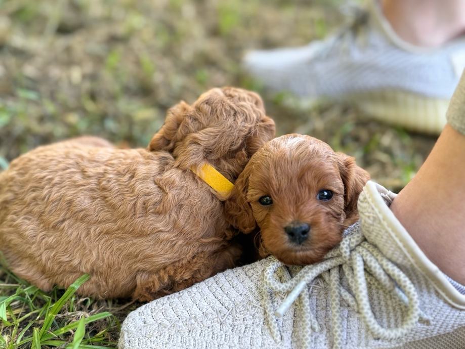 Premium Cavapoo F1B Toy, EU dostava, SOLD!