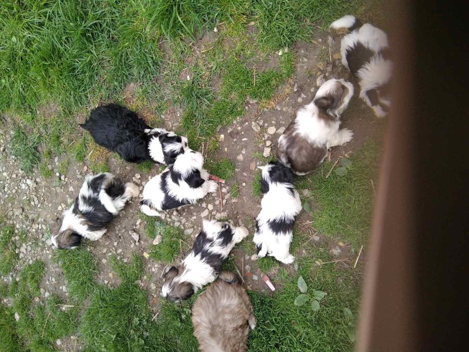 Prodajemo mini shih tzu stence