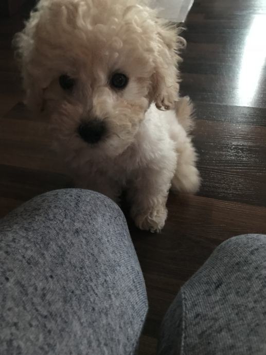 Prodaja mini pudla,stene