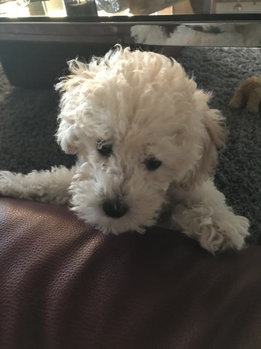 Prodaja mini pudla,stene