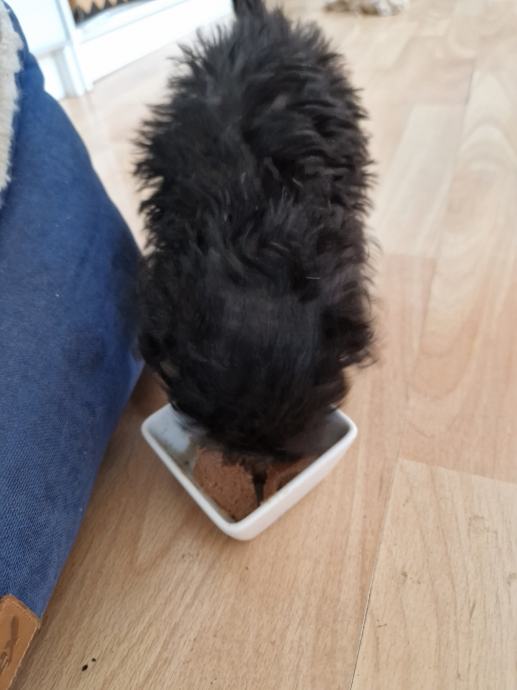 Prodaja Psa Mini Pudl