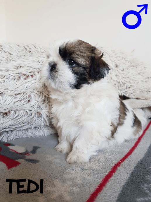 Prodaja Shih Tzu štenci
