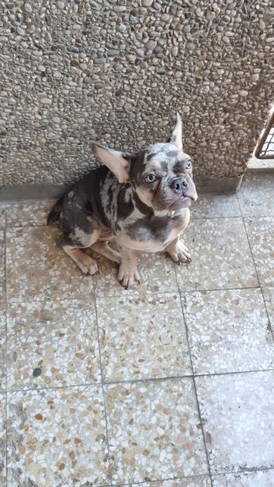 Prodaja štenci Francuski Buldog MERLE - CIJENA PO DOGOVORU
