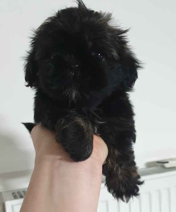 PRODAJA UMILJATIH SHIH-TZU ŠTENACA