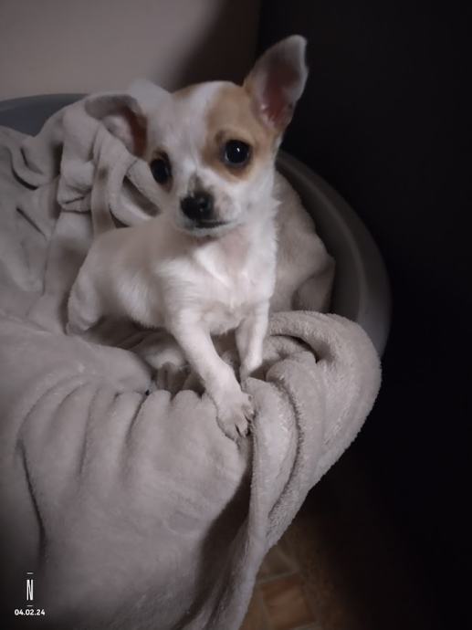 Prodaja zenskog steneta civave