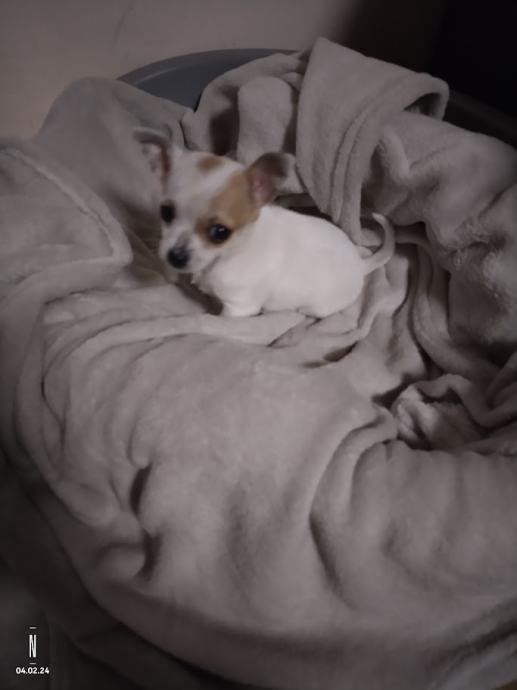 Prodaja zenskog steneta civave