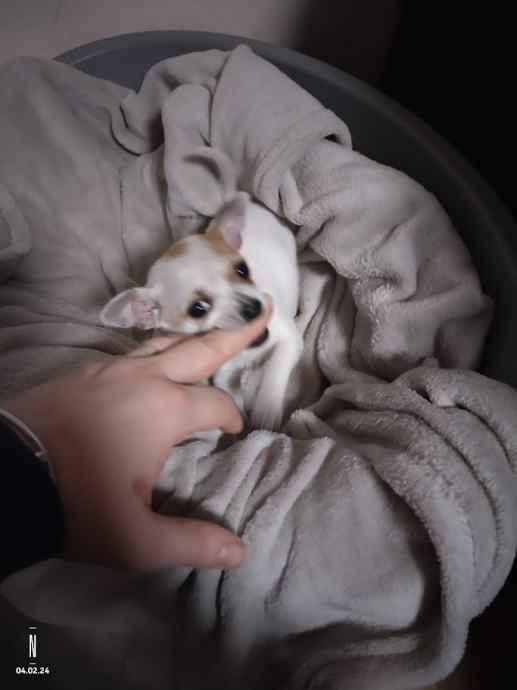 Prodaja zenskog steneta civave