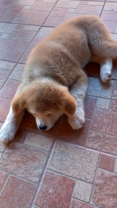 Prodaje se japanska akita ina