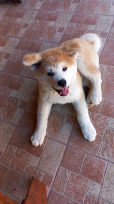 Prodaje se japanska akita ina