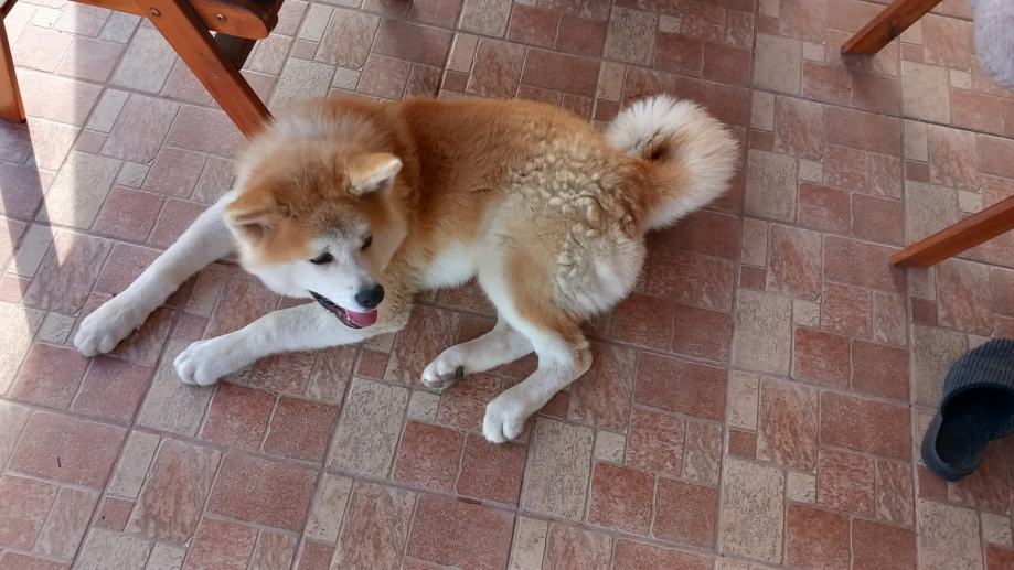 Prodaje se japanska akita ina
