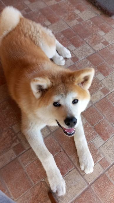 Prodaje se japanska akita ina