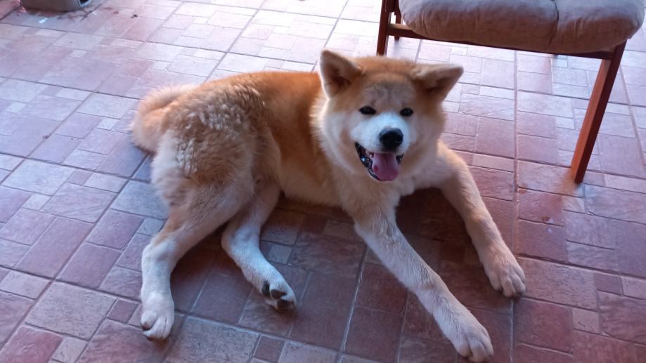 Prodaje se japanska akita ina